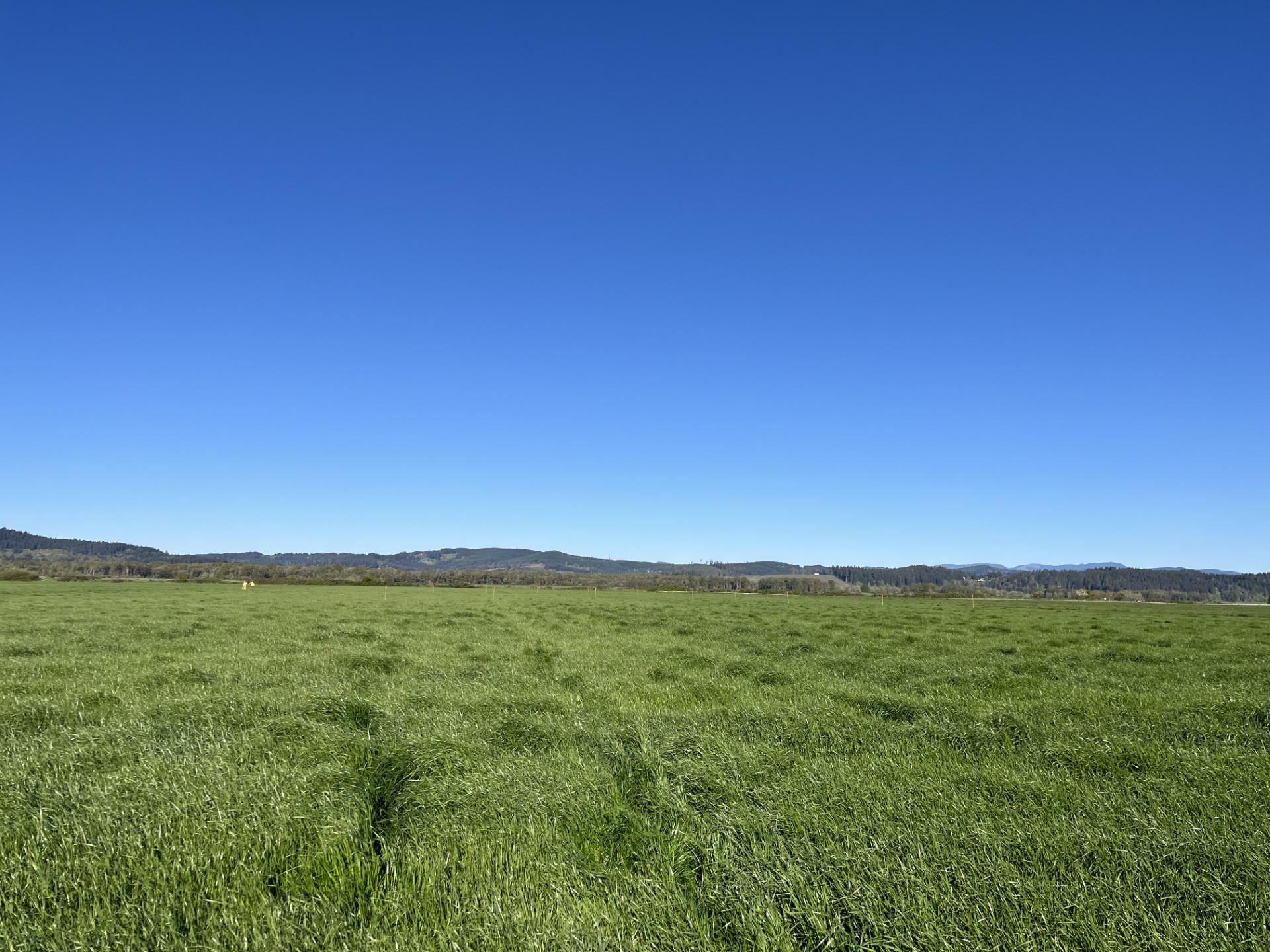 IHSG – International Herbage Seed Group